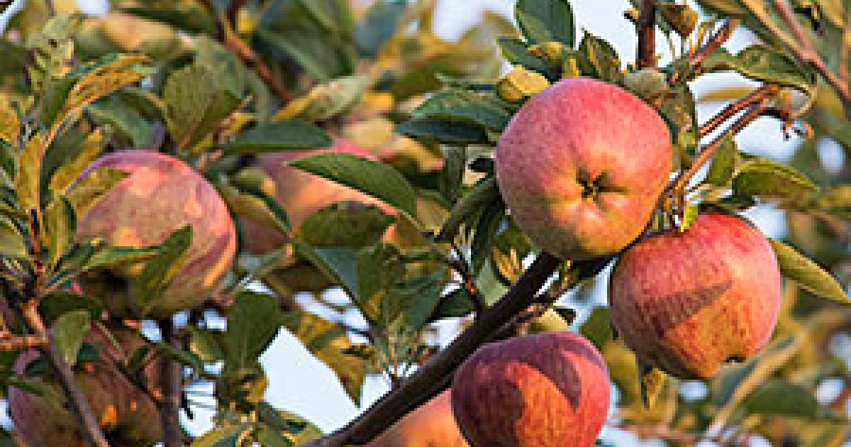 Harvest Cider Tasting in the Garden | Chicago Botanic Garden