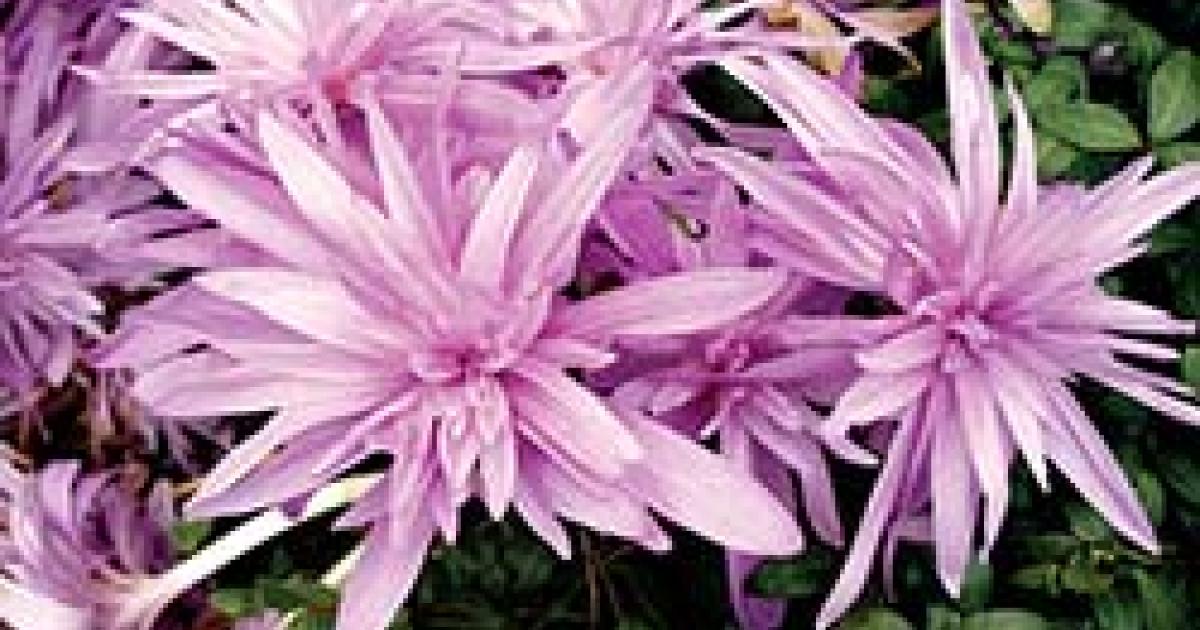 Autumn Crocus | Chicago Botanic Garden