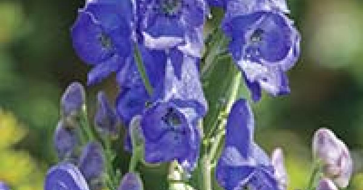 Azure Monkshood | Chicago Botanic Garden