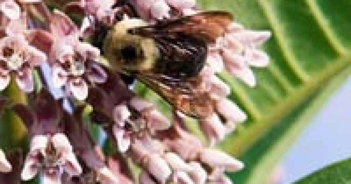 The ABCs of Our Native Bees | Chicago Botanic Garden