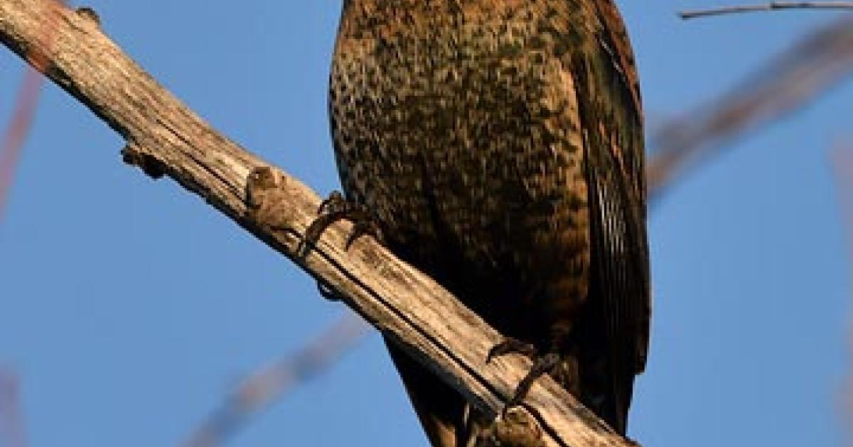 Blackbird, Rusty | Chicago Botanic Garden