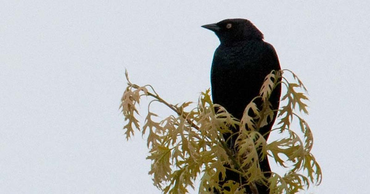 Blackbird, Brewer's*** | Chicago Botanic Garden