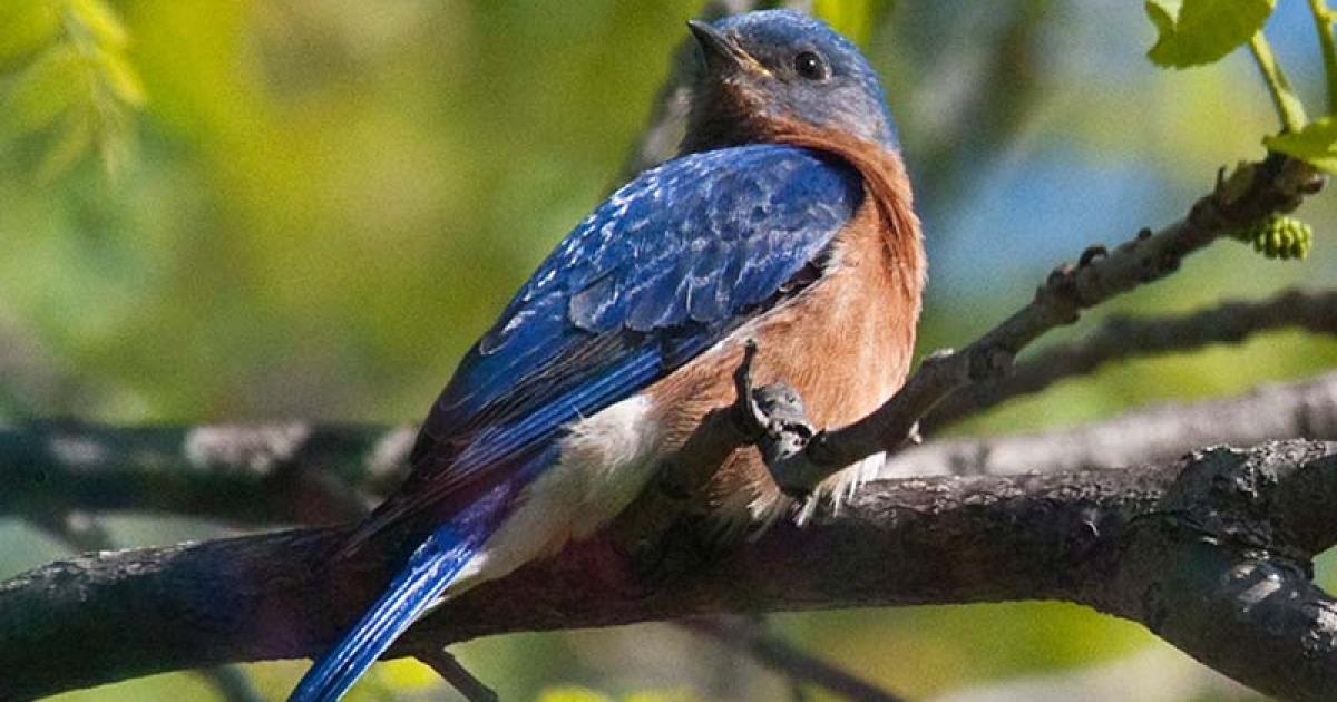 Bluebird, Eastern*** | Chicago Botanic Garden