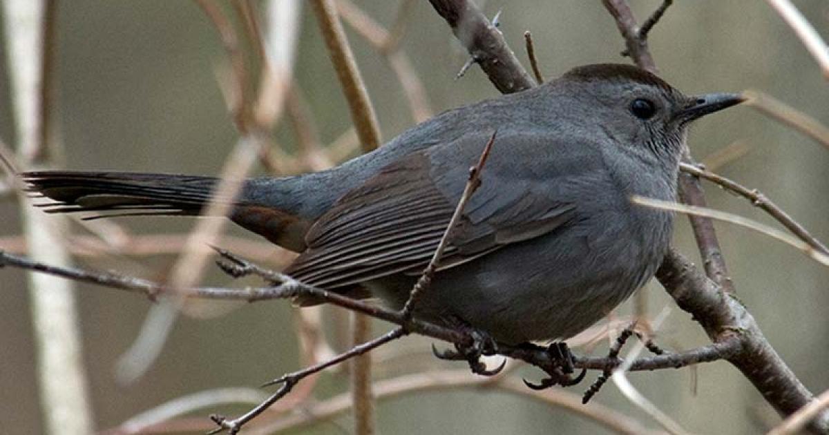 Catbird, Gray*** | Chicago Botanic Garden