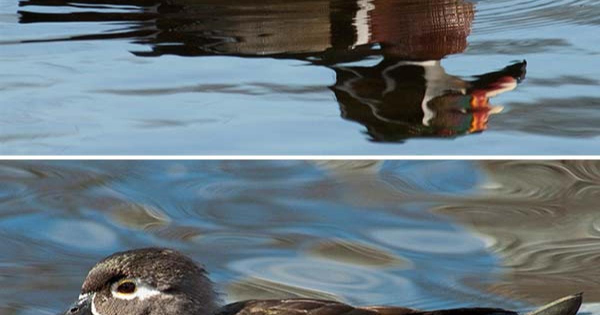 Duck, Wood*** | Chicago Botanic Garden