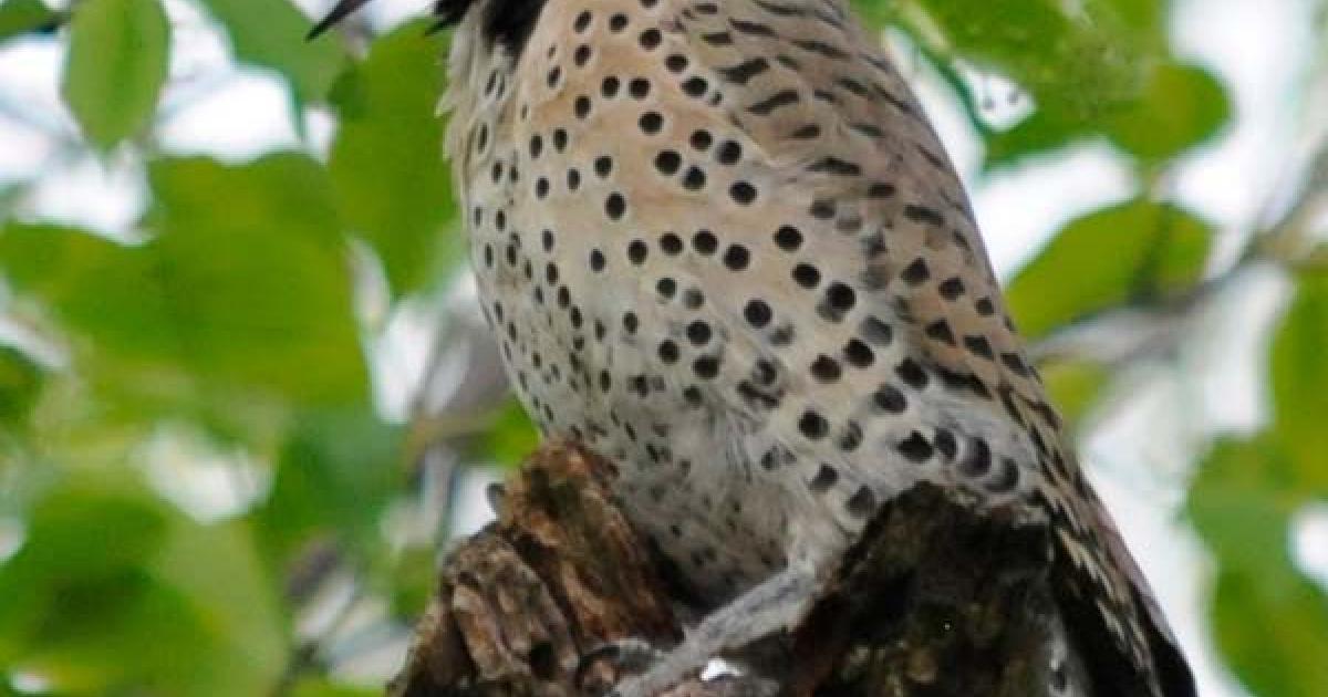 Flicker, Northern*** | Chicago Botanic Garden