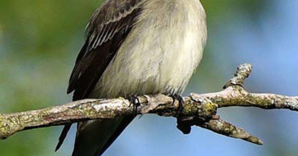 Flycatcher, Olive-sided | Chicago Botanic Garden