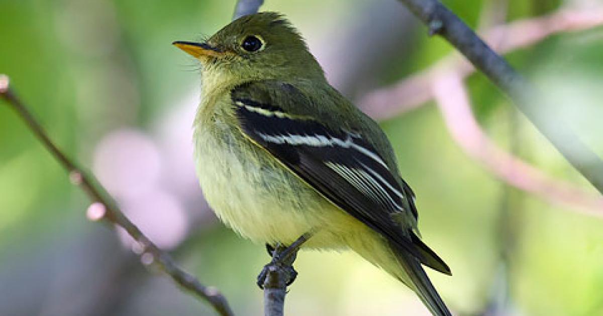 Flycatcher, Yellow-bellied | Chicago Botanic Garden