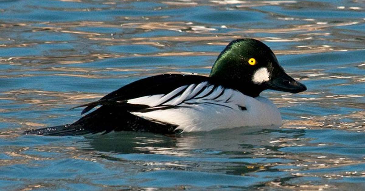 Goldeneye, Common | Chicago Botanic Garden