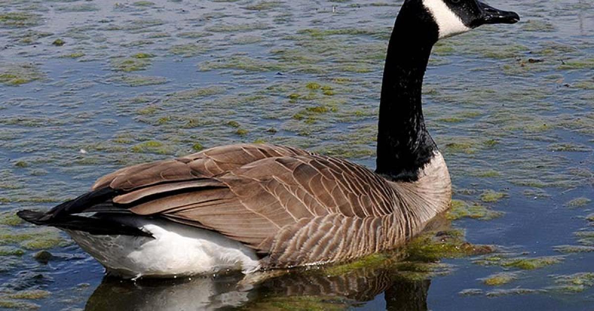 Goose, Canada*** | Chicago Botanic Garden