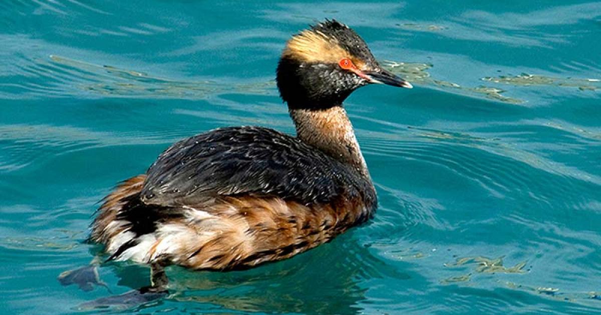 Grebe, Horned | Chicago Botanic Garden