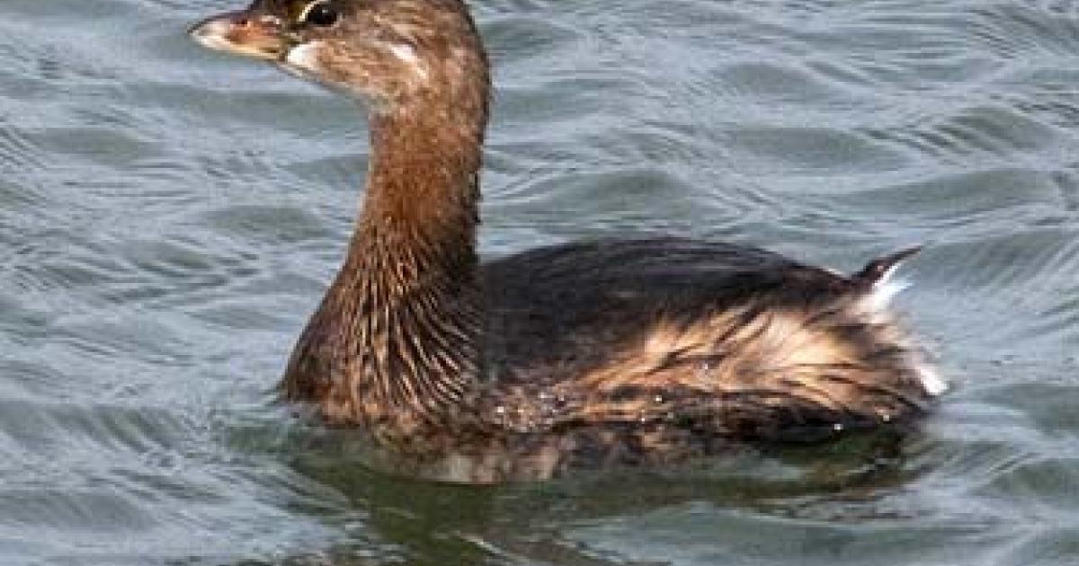 Grebe, Pied-billed | Chicago Botanic Garden