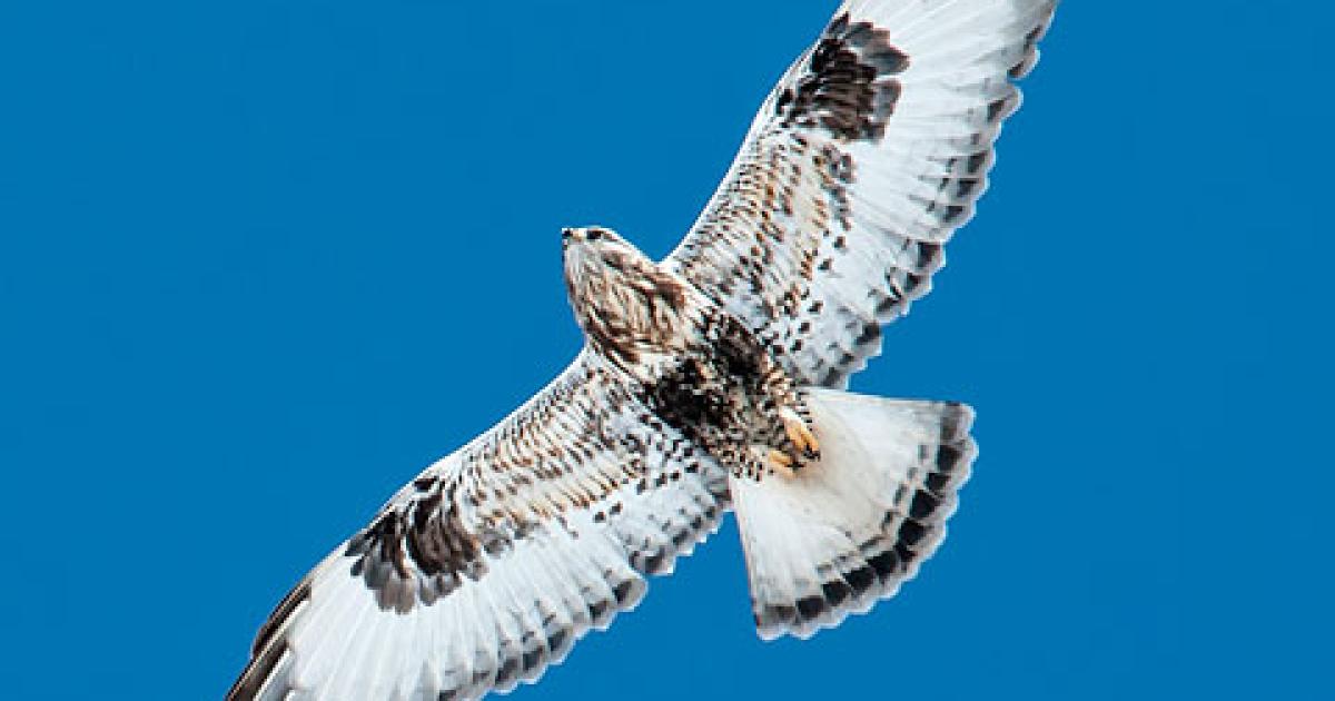 Hawk, Rough-legged | Chicago Botanic Garden