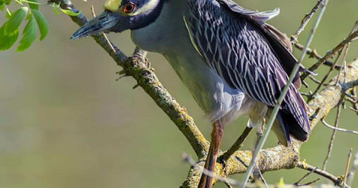 Heron, Yellow-crowned Night | Chicago Botanic Garden