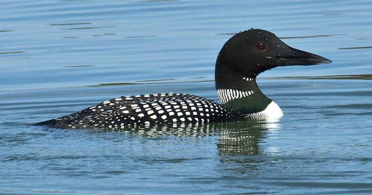 Loon, Common | Chicago Botanic Garden