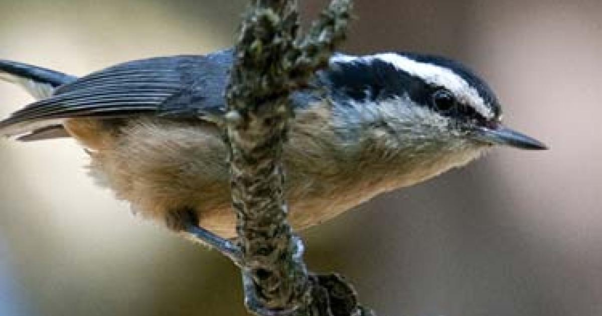 Nuthatch, Red-breasted | Chicago Botanic Garden