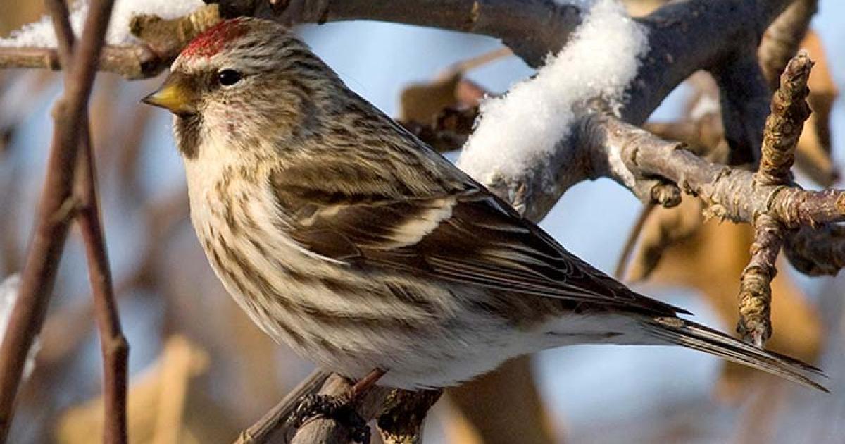 Redpoll, Common | Chicago Botanic Garden