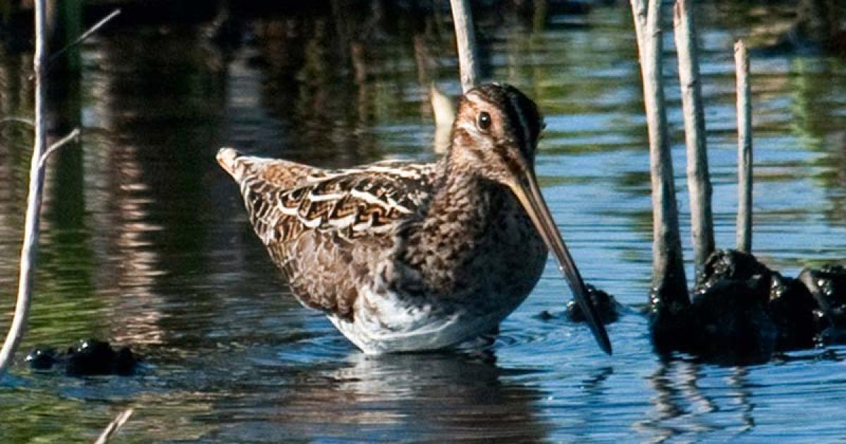 Snipe, Common | Chicago Botanic Garden
