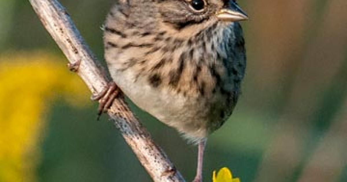 Sparrow, Lincoln's | Chicago Botanic Garden