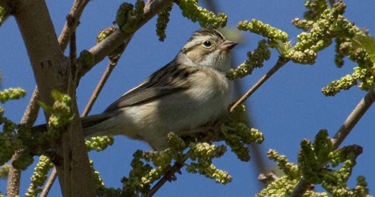 Sparrow, Clay-colored | Chicago Botanic Garden