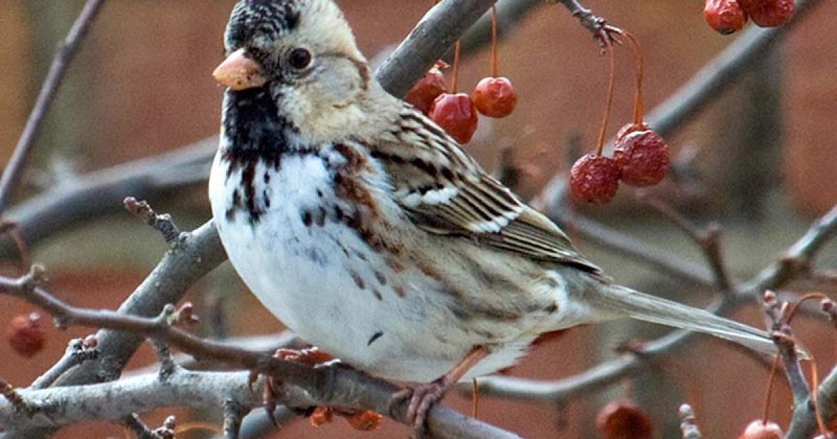 Sparrow, Harris's | Chicago Botanic Garden
