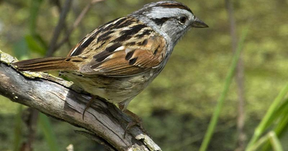Sparrow, Swamp | Chicago Botanic Garden