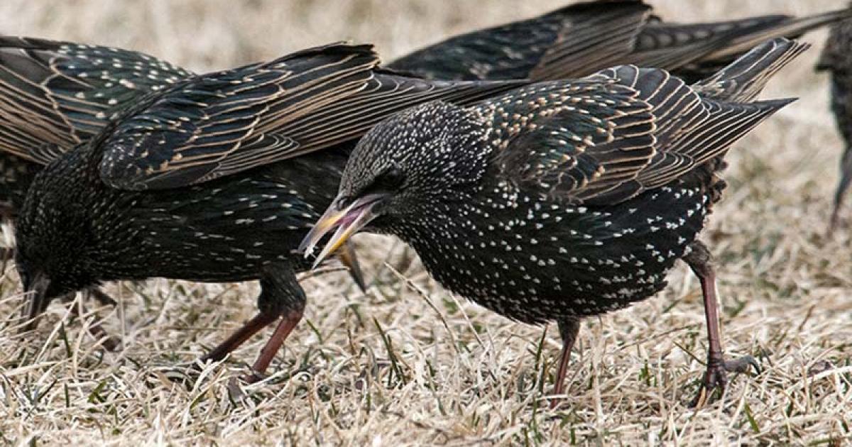 Starling, European*** | Chicago Botanic Garden