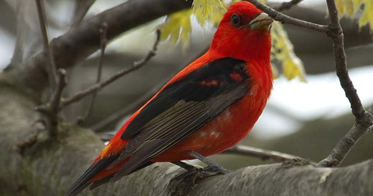 Tanager, Scarlet*** | Chicago Botanic Garden