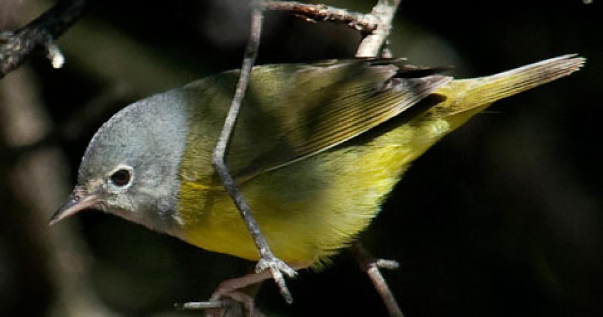 Warbler, Connecticut | Chicago Botanic Garden