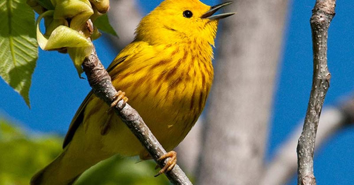 Warbler, Yellow*** | Chicago Botanic Garden
