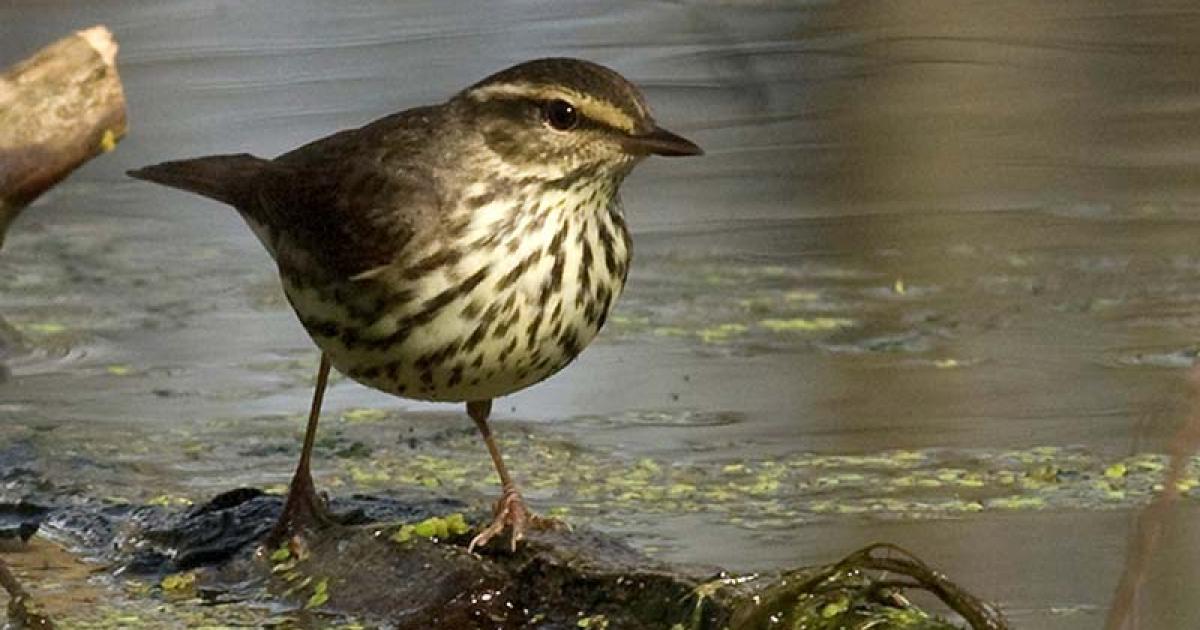 Waterthrush, Northern | Chicago Botanic Garden