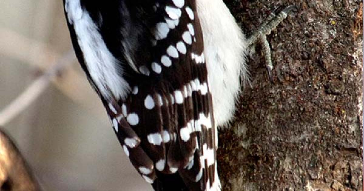 Woodpecker, Downy*** | Chicago Botanic Garden