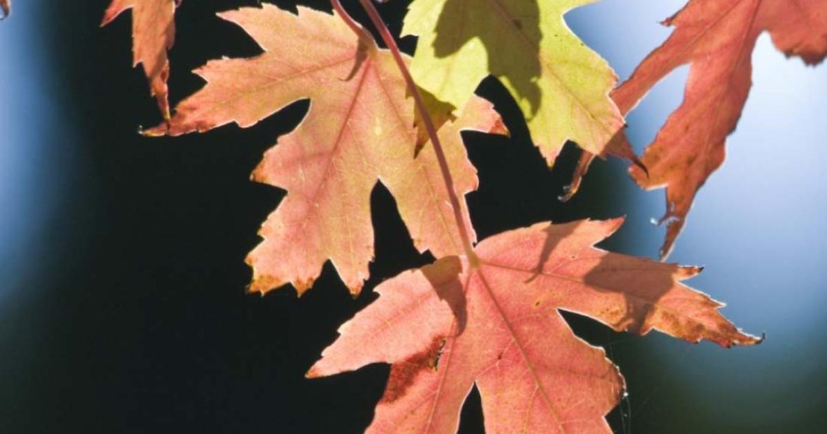Why Do Trees Turn Colors? | Chicago Botanic Garden