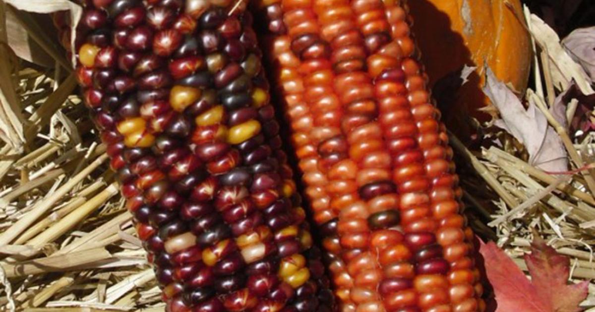 Wearable Indian Corn | Chicago Botanic Garden