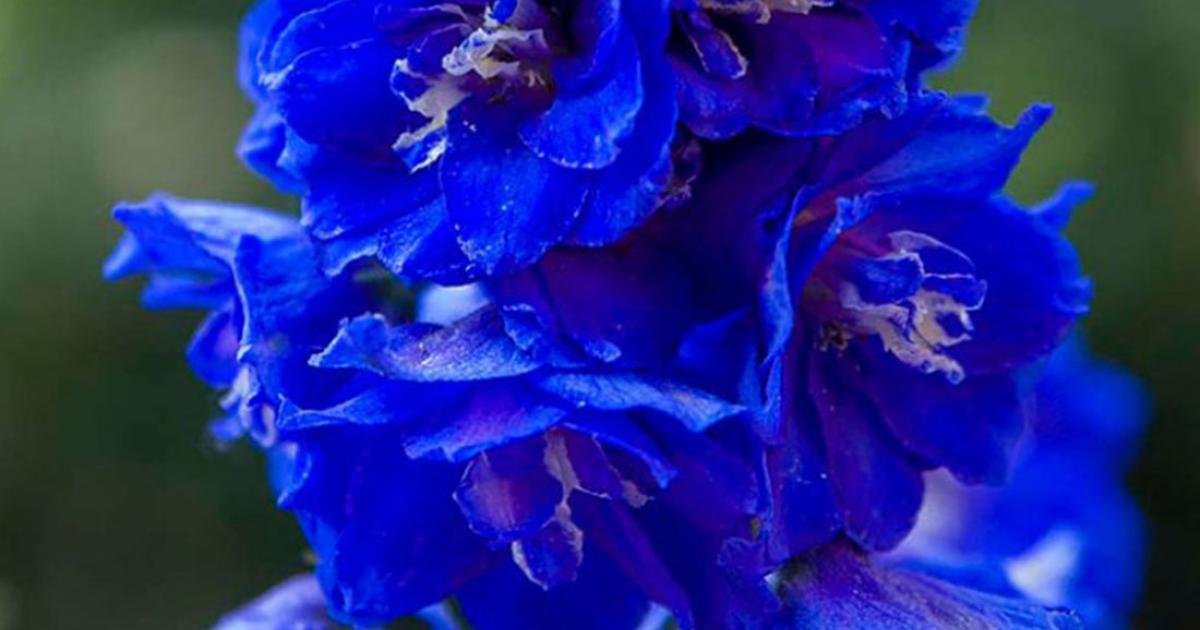 Patriotic (and rare) true blue blooms you'll want in your yard ...