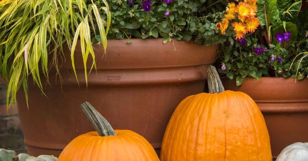 Tips for Your Fall Container Gardens | Chicago Botanic Garden