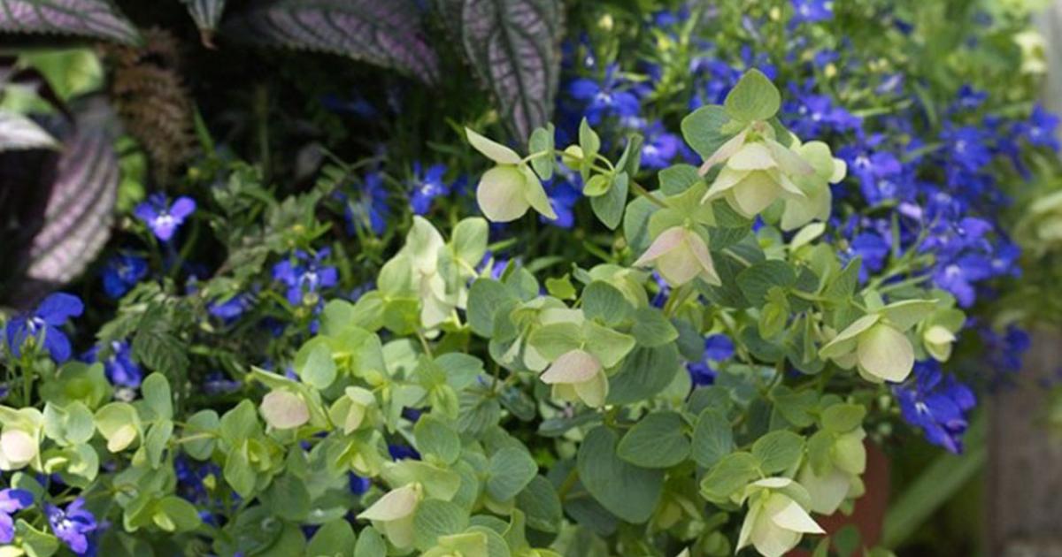 Planting Spring Containers With a Designer’s Eye | Chicago Botanic Garden