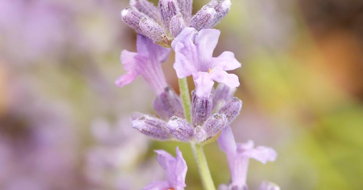 Keep Calm and Get Your Lavender On | Chicago Botanic Garden