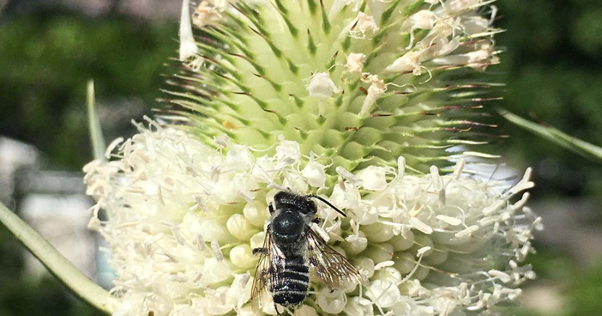Bees in the Big City | Chicago Botanic Garden
