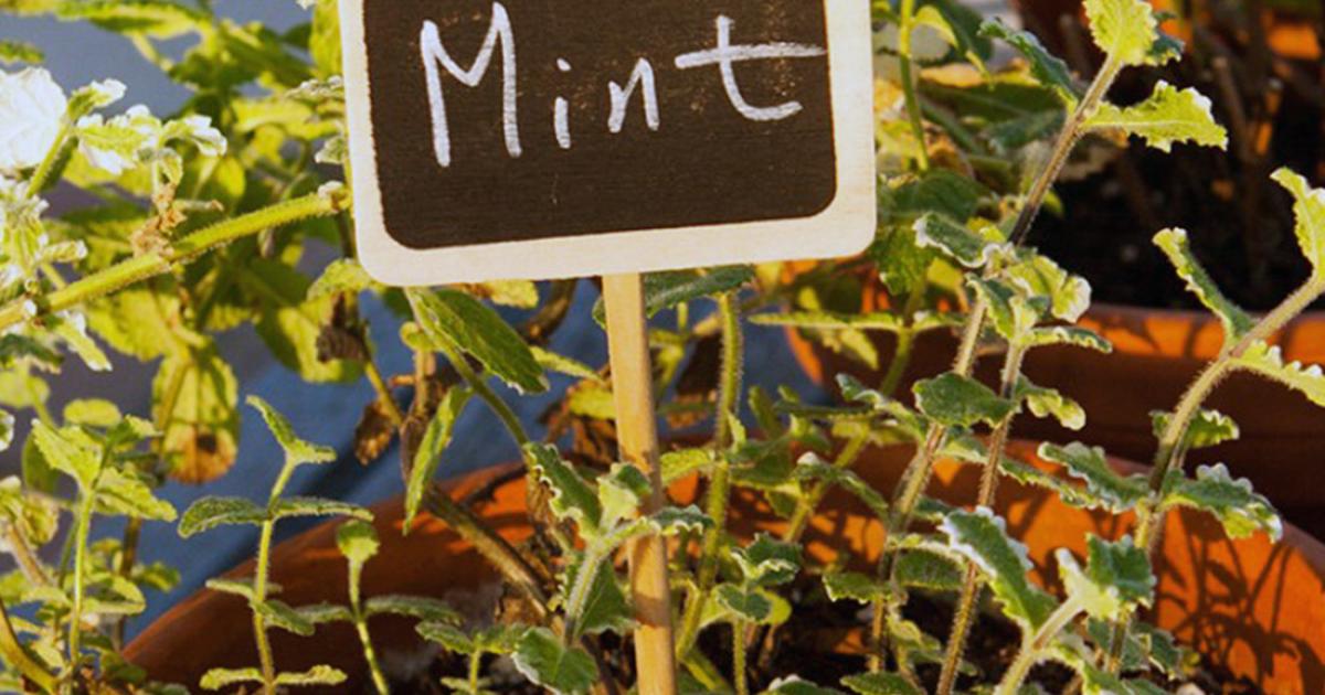 ExperiMINTing! with mint | Chicago Botanic Garden