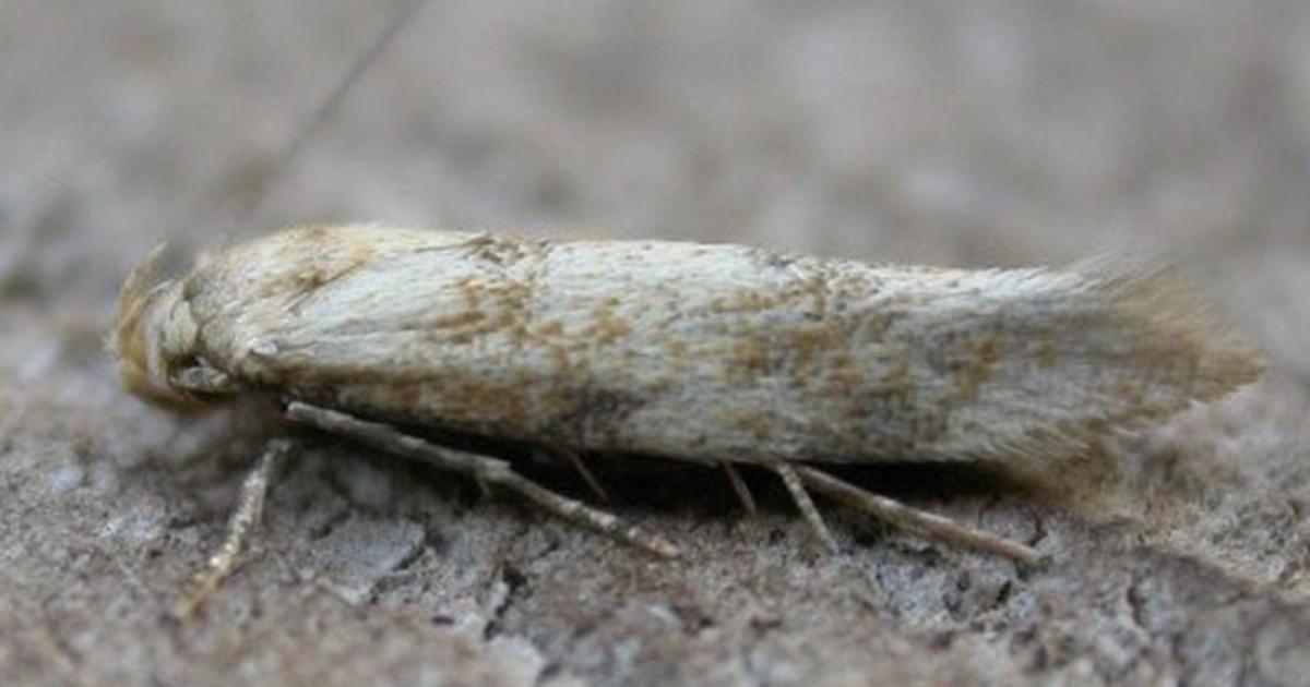 Studying the cryptic and beautiful Mompha moths | Chicago Botanic Garden