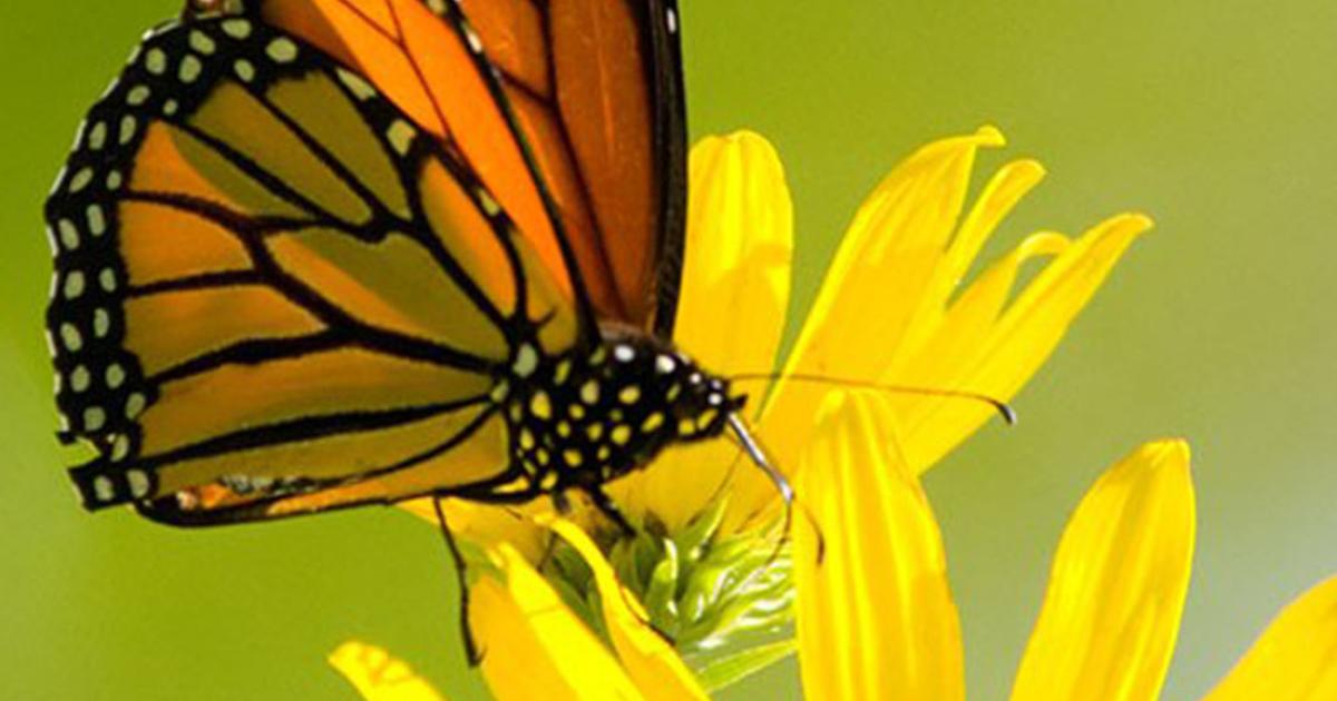 Trouble for Monarchs — But You Can Help | Chicago Botanic Garden
