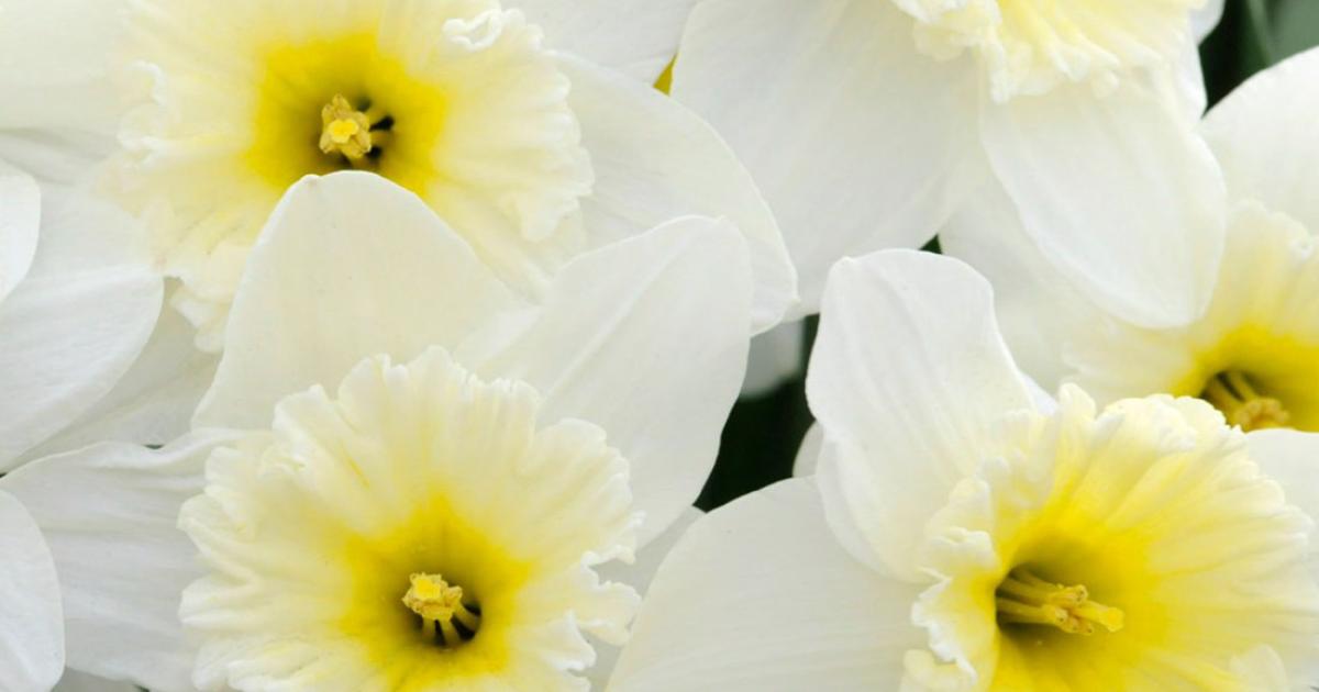 Welcome, Daffodils | Chicago Botanic Garden