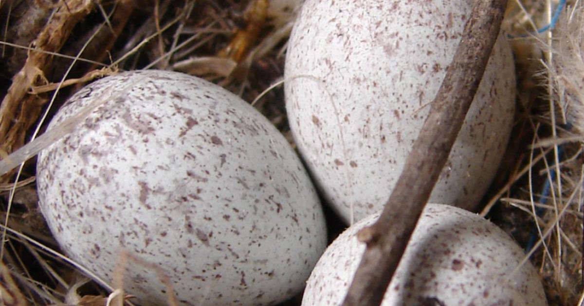 Happy Birthday, Rachel Carson | Chicago Botanic Garden