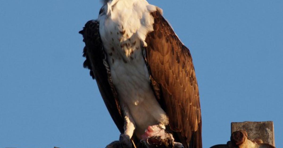 Osprey Nesting Platform Installed at the Garden | Chicago Botanic Garden