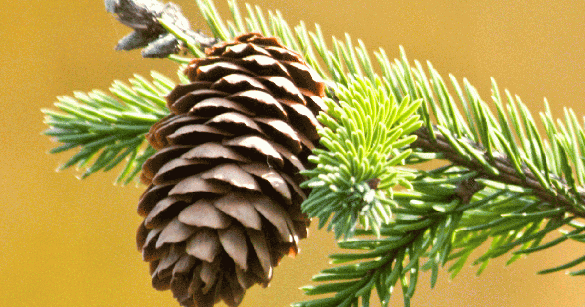 Christmas Tree Taxonomy | Chicago Botanic Garden