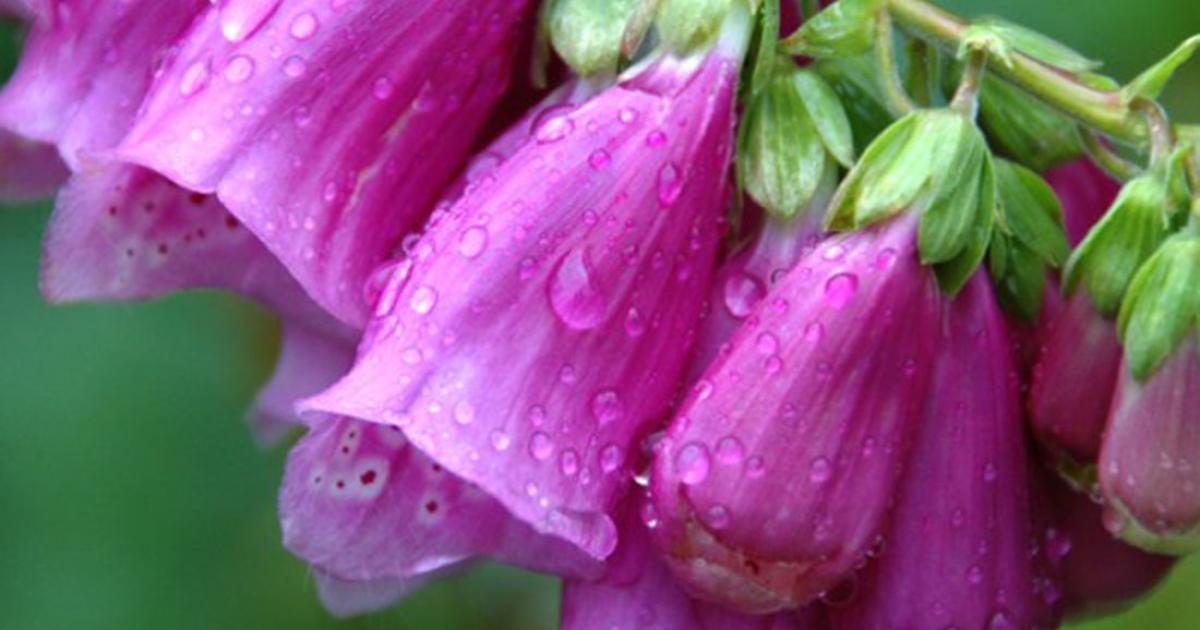 Navigating the Wet Spring in Your Garden | Chicago Botanic Garden