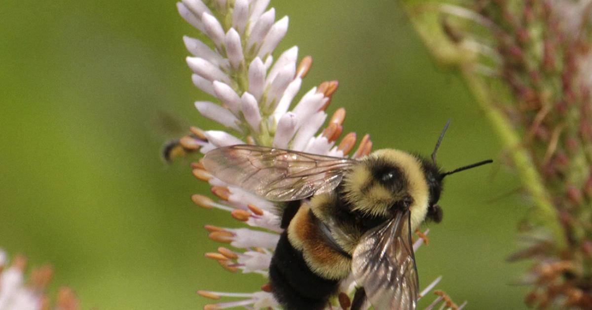 Take 5 steps to bring back pollinator populations | Chicago Botanic Garden