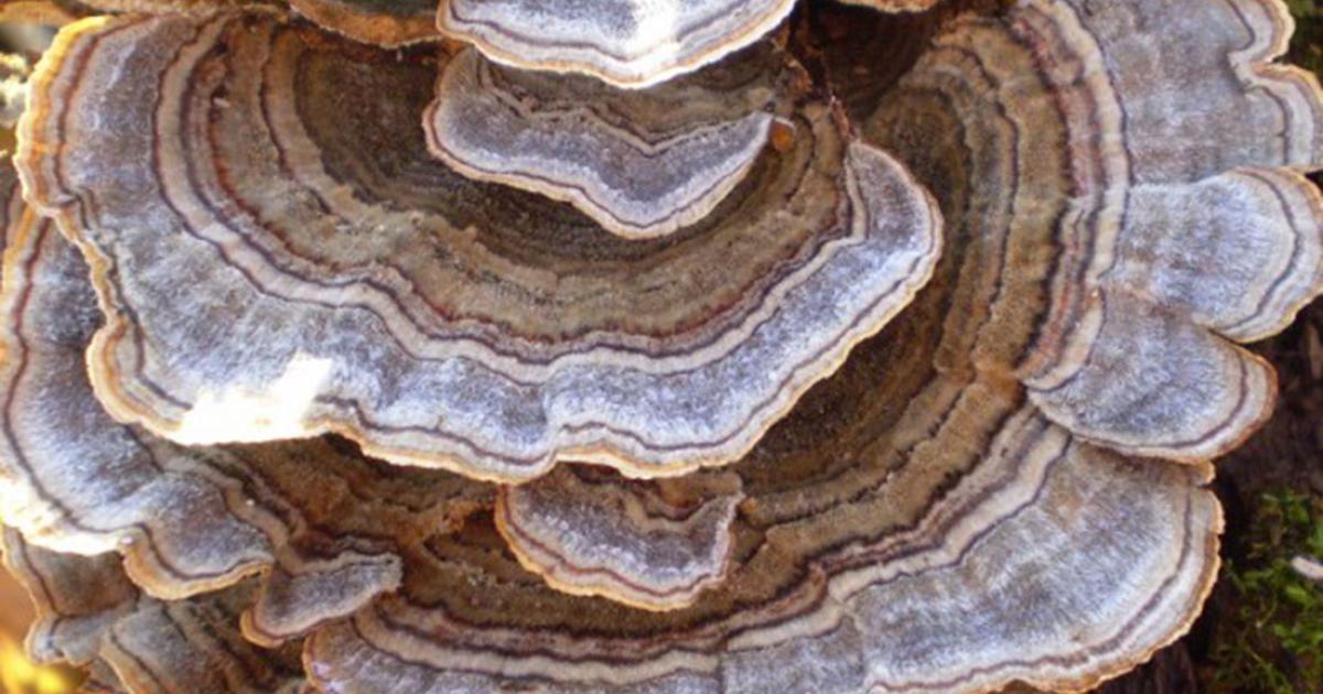 Practice Shelf Awareness with Local Fungi | Chicago Botanic Garden