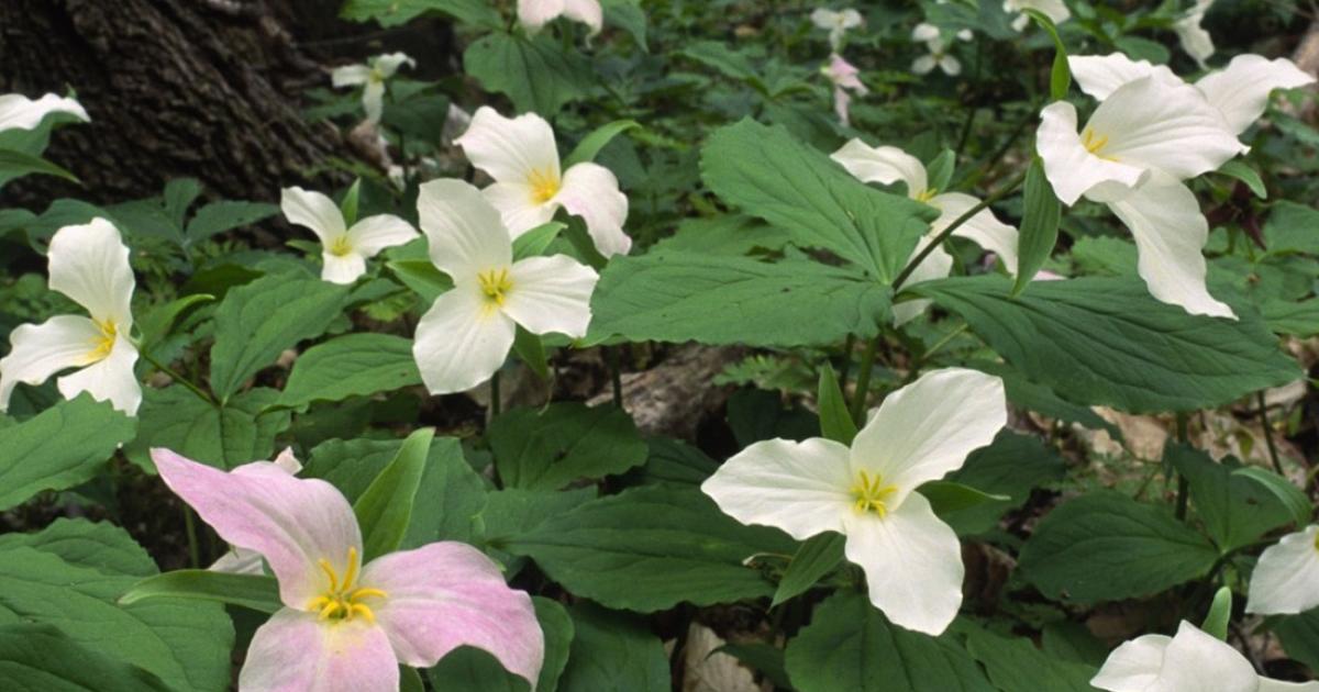 Trillium: Conserving a Native Wildflower | Chicago Botanic Garden